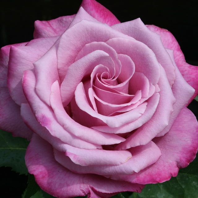 Heirloom Roses Rose Bush - Fragrant Plum Grandiflora , Live Rose Plant ...