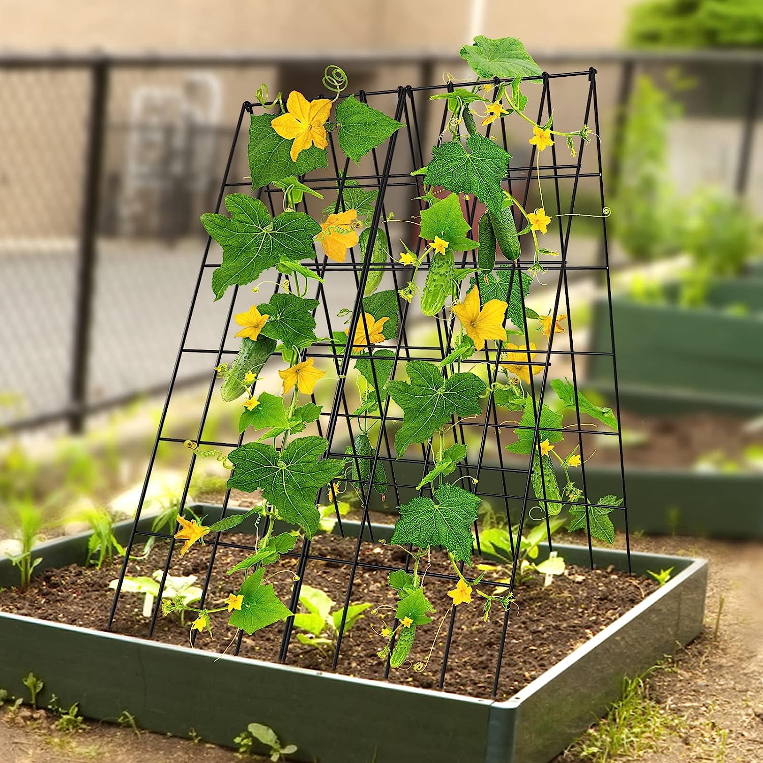 A Frame Vegetable Trellis