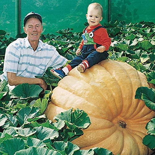 Biggest Pumpkin in The World | 10 Seeds | Grow Atlantic Giant Pumpkins ...