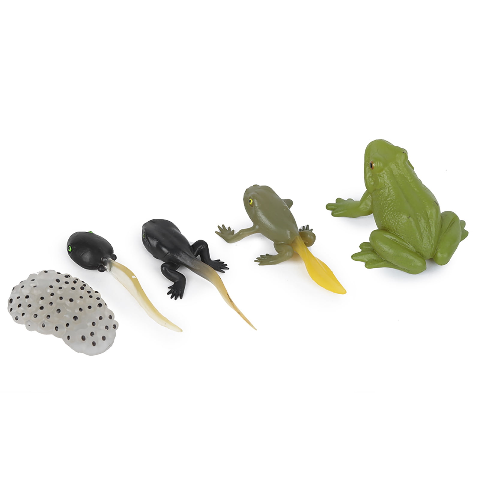 Modelo animal, modelo del ciclo de crecimiento de los ránidos Modelo ...