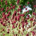 Bareroot Sanguisorba Little Angel Variegated Burnet Live Perennial ...
