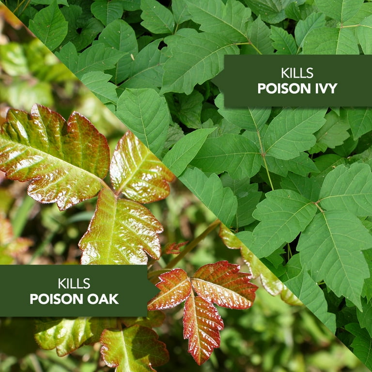 Rash Poison Sumac Tree | tunersread.com