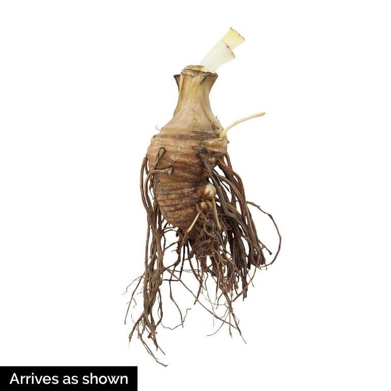 Iris Rhizome