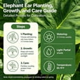 Perennial Elephant Ear for Planting-Bold Tropical Accent for Lawn and ...