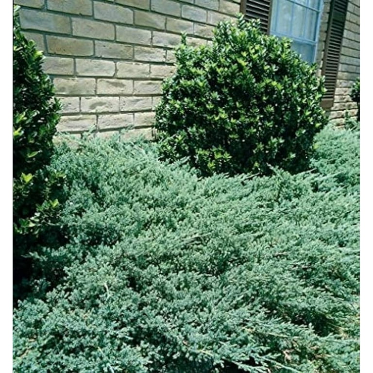 Fast Growing Juniper Ground Cover