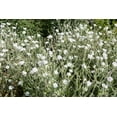 Seedville 50 White Lychnis Coronaria Alba Flower Seed - Walmart.com