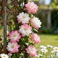 Giant Clematis Vine For Planting Ideal for Gardening Deer Resistant ...
