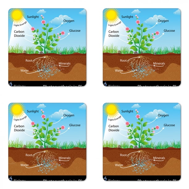 Diagram Photosynthesis