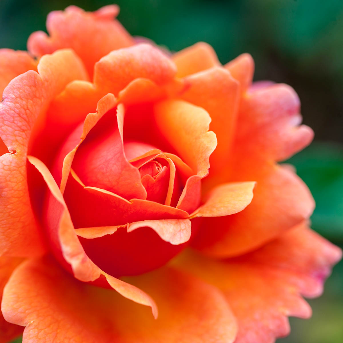 Easy Does It Dormant Bare Root Floribunda Rose, Includes one dormant ...