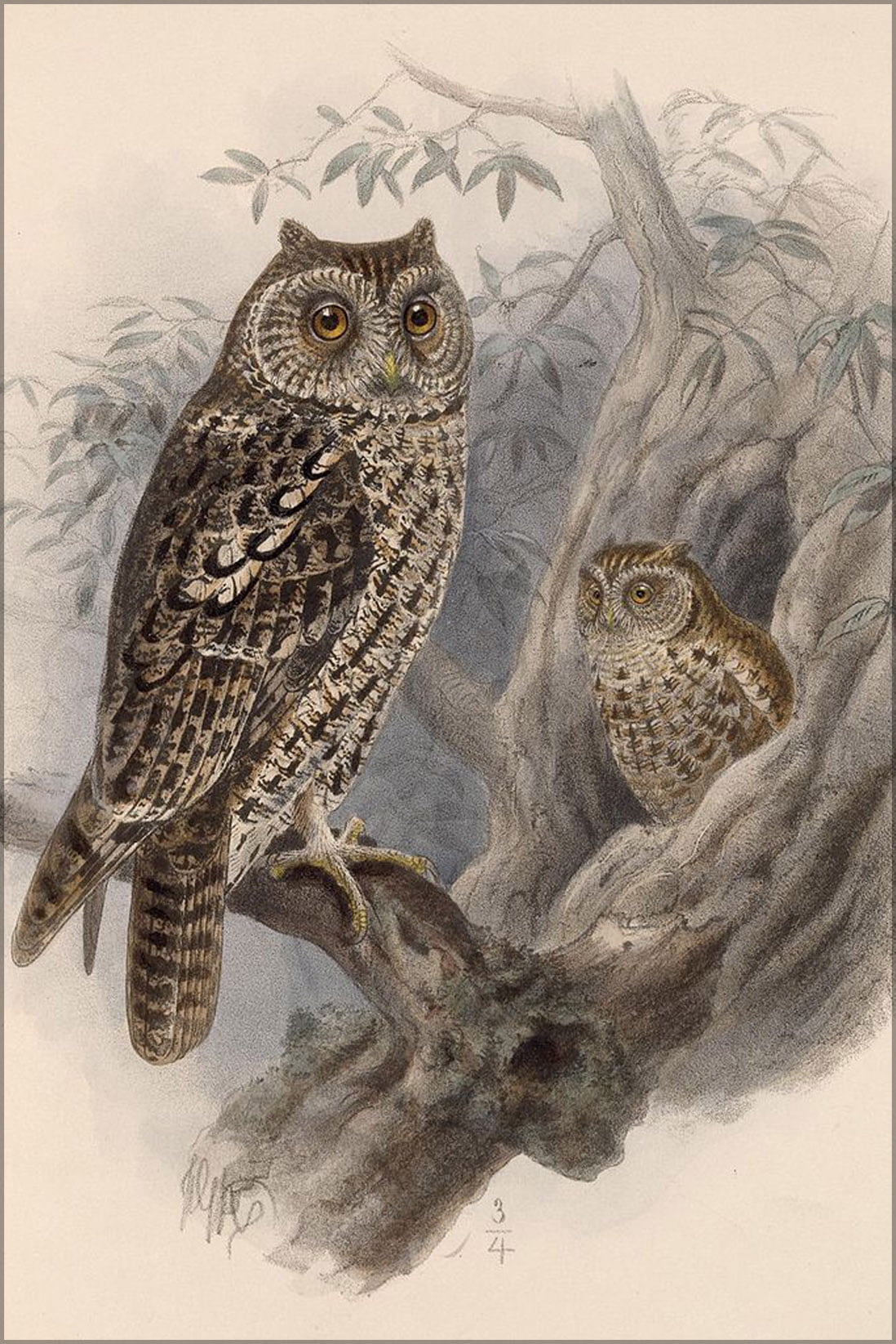 24"x36" Gallery Poster, Megascops trichopsis, Whiskered screech owl ...