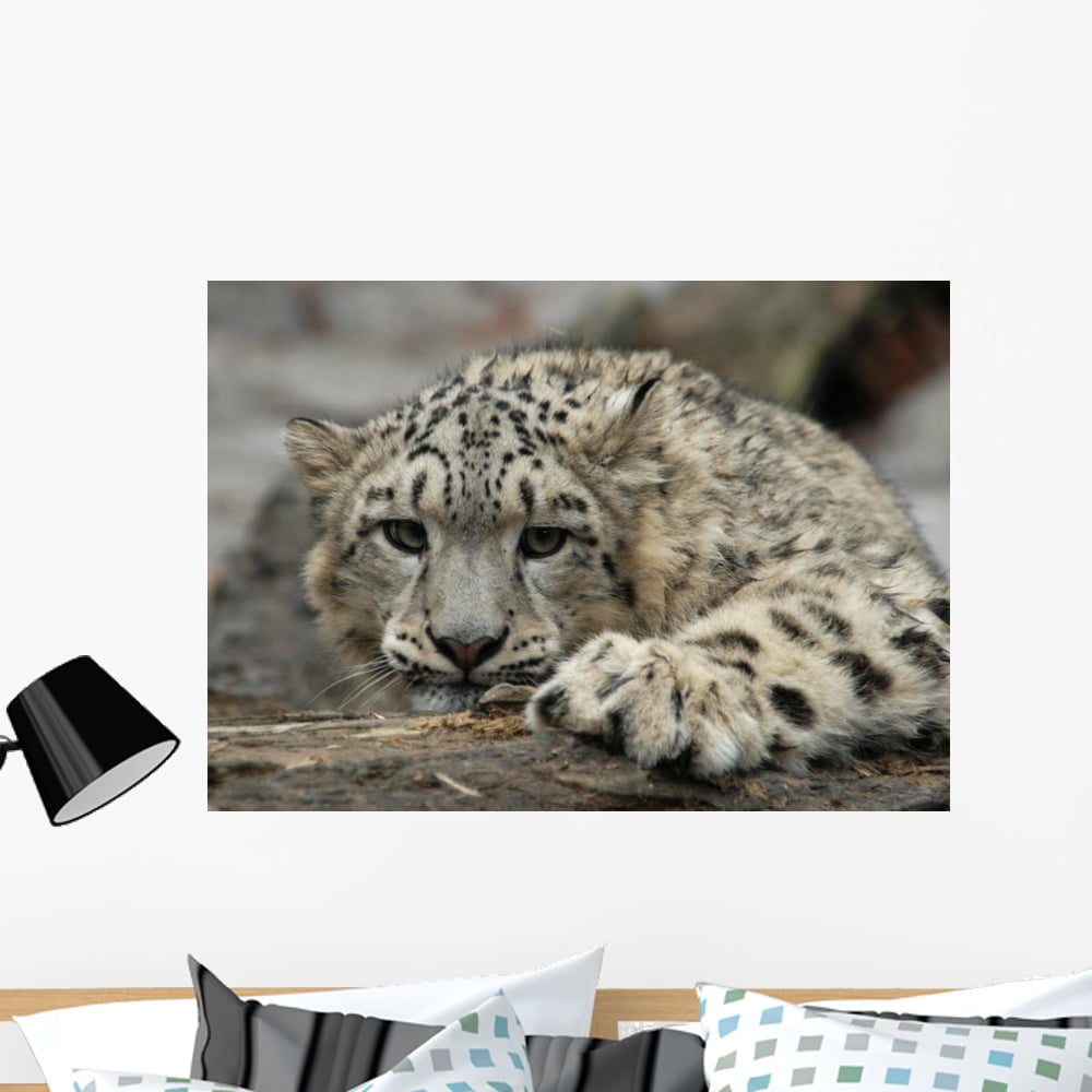 Snow Leopard Wall Mural by Wallmonkeys Peel and Stick Graphic (36 in W ...