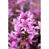 10 RED GAS PLANT Fragrant Fire Plant Dictamnus Albus Ruber Flower Seeds ...