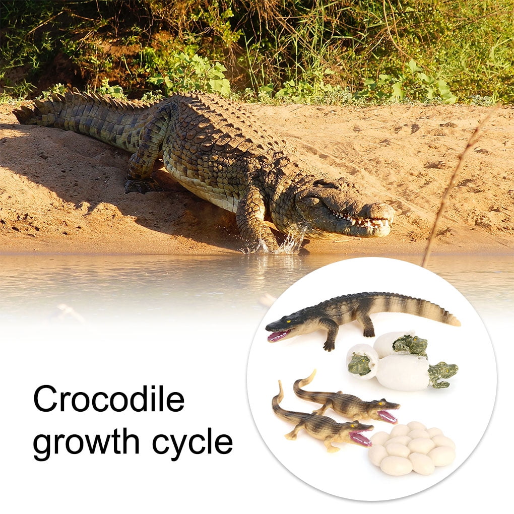 Life Cycle Of A Crocodile