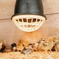 Premier 1 Supplies Prima Heat Lamp, 250W Max, for Poultry, Brooders ...