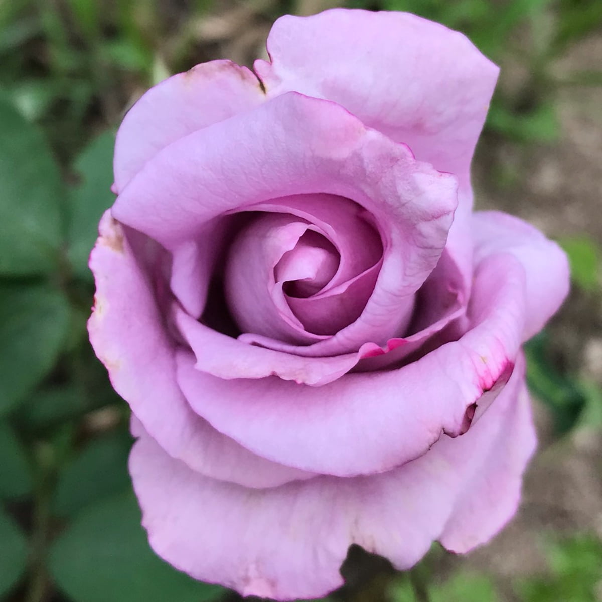 Blue Girl Hybrid Tea Rose
