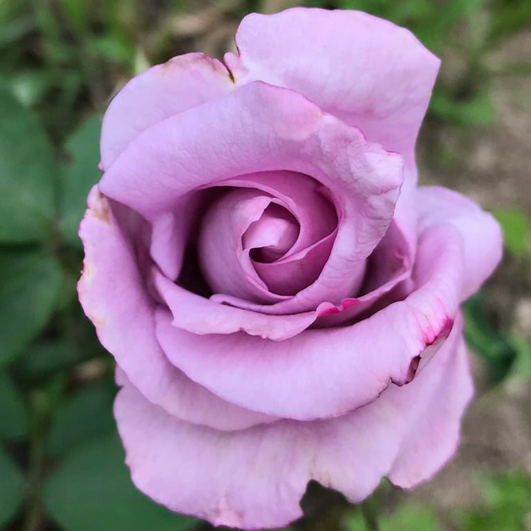 Blue Moon Hybrid Tea Rose