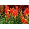 25 Dwarf red hot pokers seeds, red hot poker, Torch Lily, KNIPHOFIA ...