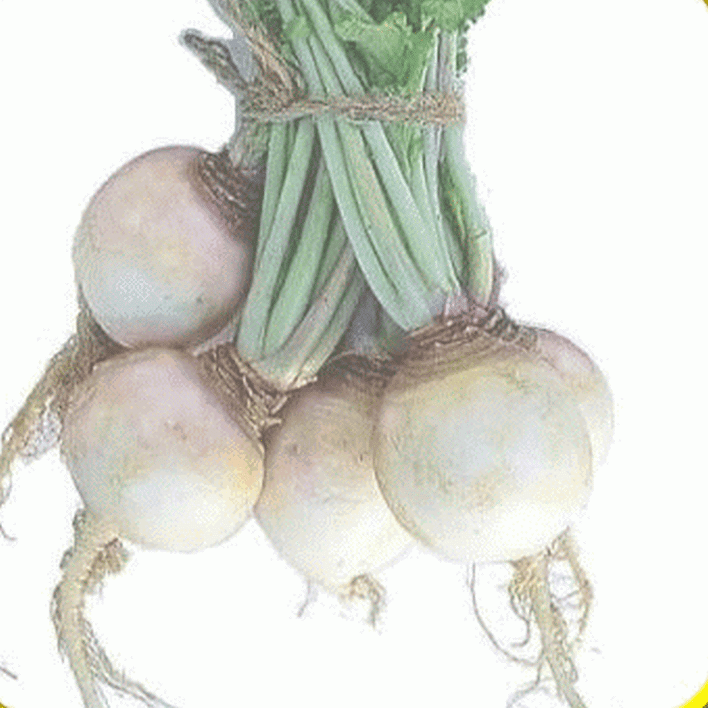 Everwilde Farms - 1/4 Lb White Egg Turnip Seeds - Gold Vault Bulk Seed ...