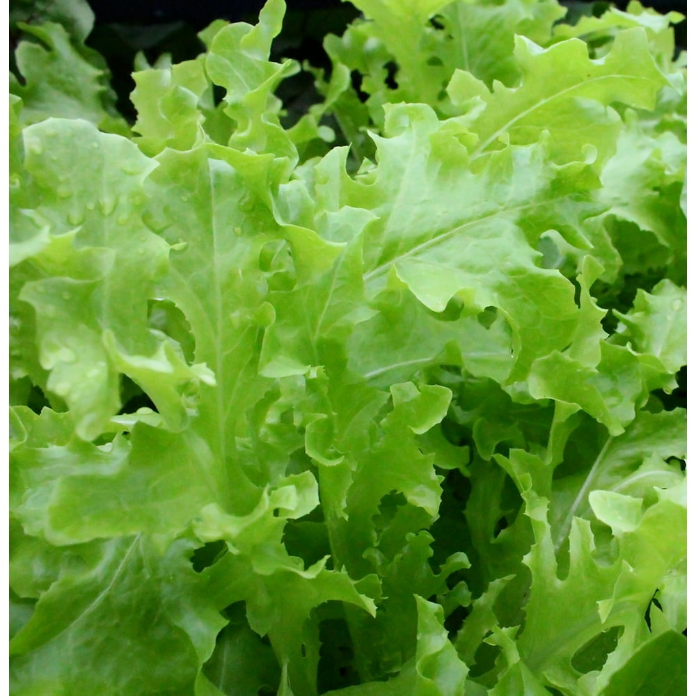 SEEDS = 250 SEEDS - Green Oakleaf Lettuce --Heirloom -Beautiful color ...