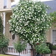 Climbing Roses Live Plants, Fragrant Climber Rose for Garden, 4 to 10 ...