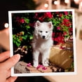 3drose, American Eskimo Puppy Sitting on Garden Stairs, 6 Greeting ...