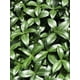 20 TRUE MYRTLE Myrtus Communis aka Common & Sweet Myrtle Fragrant White ...
