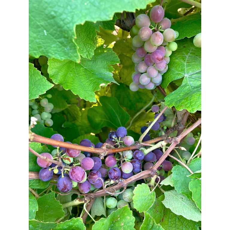Purple Grapes On Vine