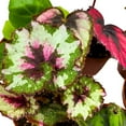 Harmony's Begonia Rex Assortment, 2 inch Set of 6 Colorful Different ...