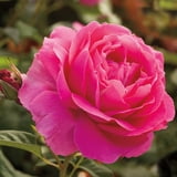 Heirloom Roses - Brandy™ Hybrid Tea Rose Bush - Orange Roses Live ...