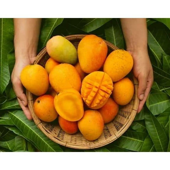 JAVAGREEN Live Mallika Dwarf Mango Tree, 2-4 Feet, Cold Hardy to 27Â°F ...