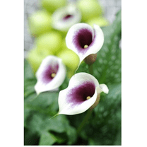 Sumatra Calla Lily Bulb 14/16cm - Gorgeous Pink! - Walmart.com