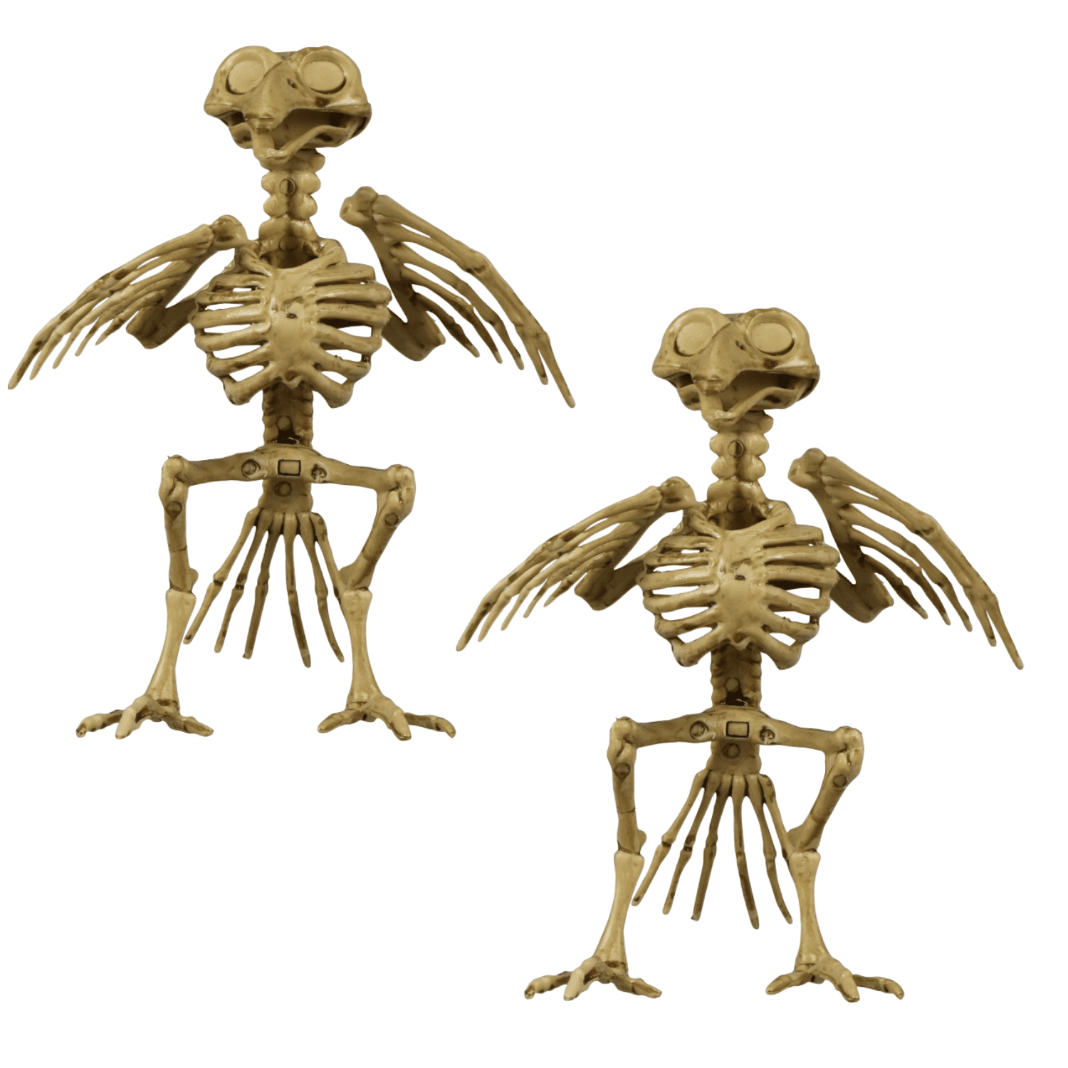 Bird Skull Front