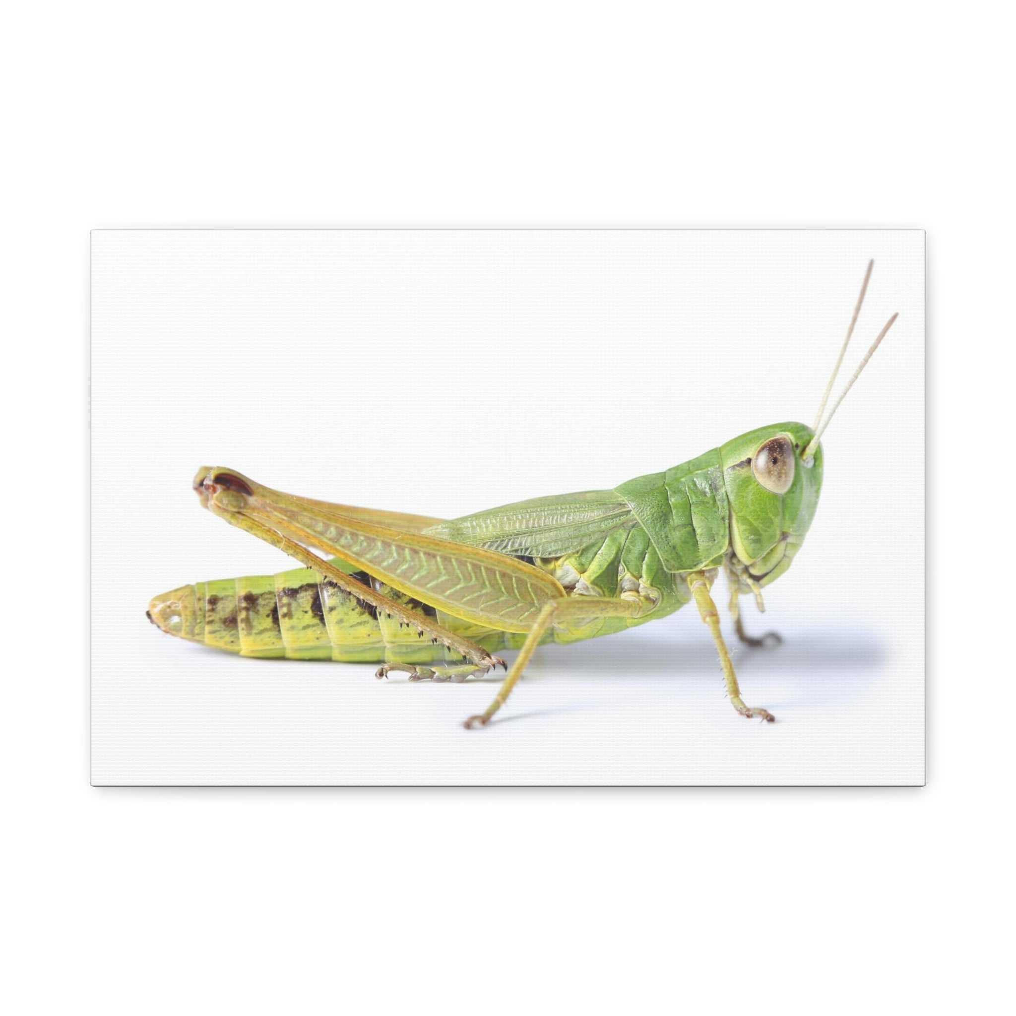 Cricket Hunting Cricket on Hunt Print Animal Wall Art Wildlife Canvas ...
