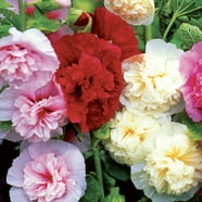 250+ Summer Snow Seeds, Single Mix | Exotic Garden Flowers | Made in ...