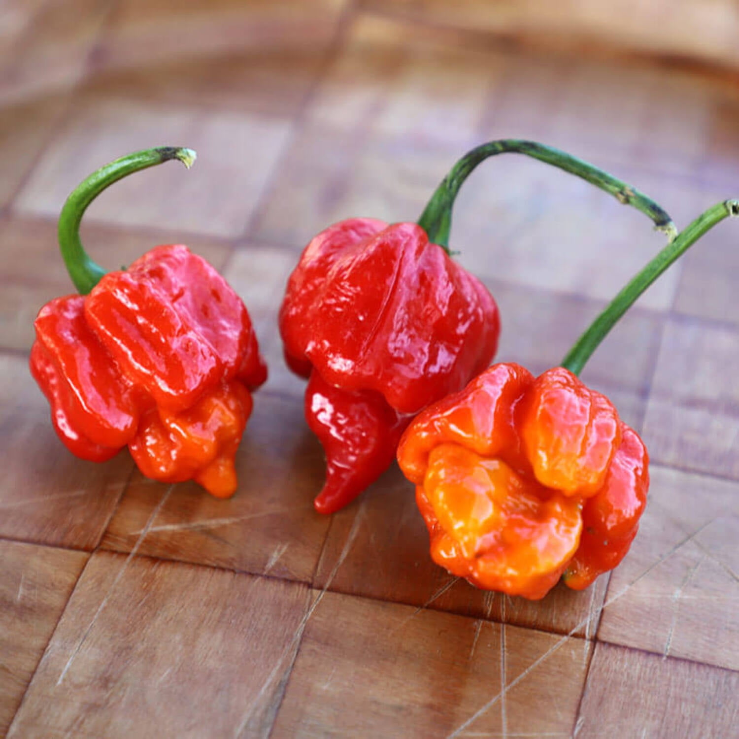 Pepper Trinidad Scorpion Seed - Walmart.com
