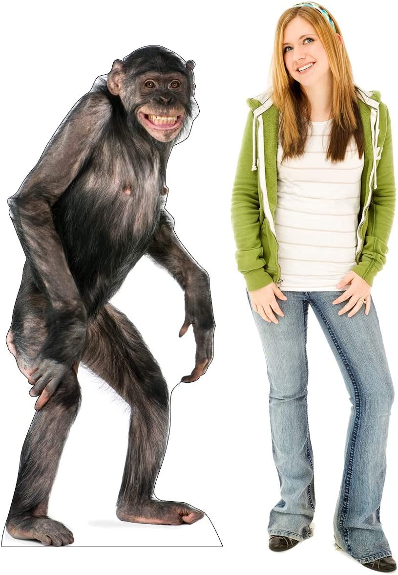 Chimpanzee Standing Up Next To Human