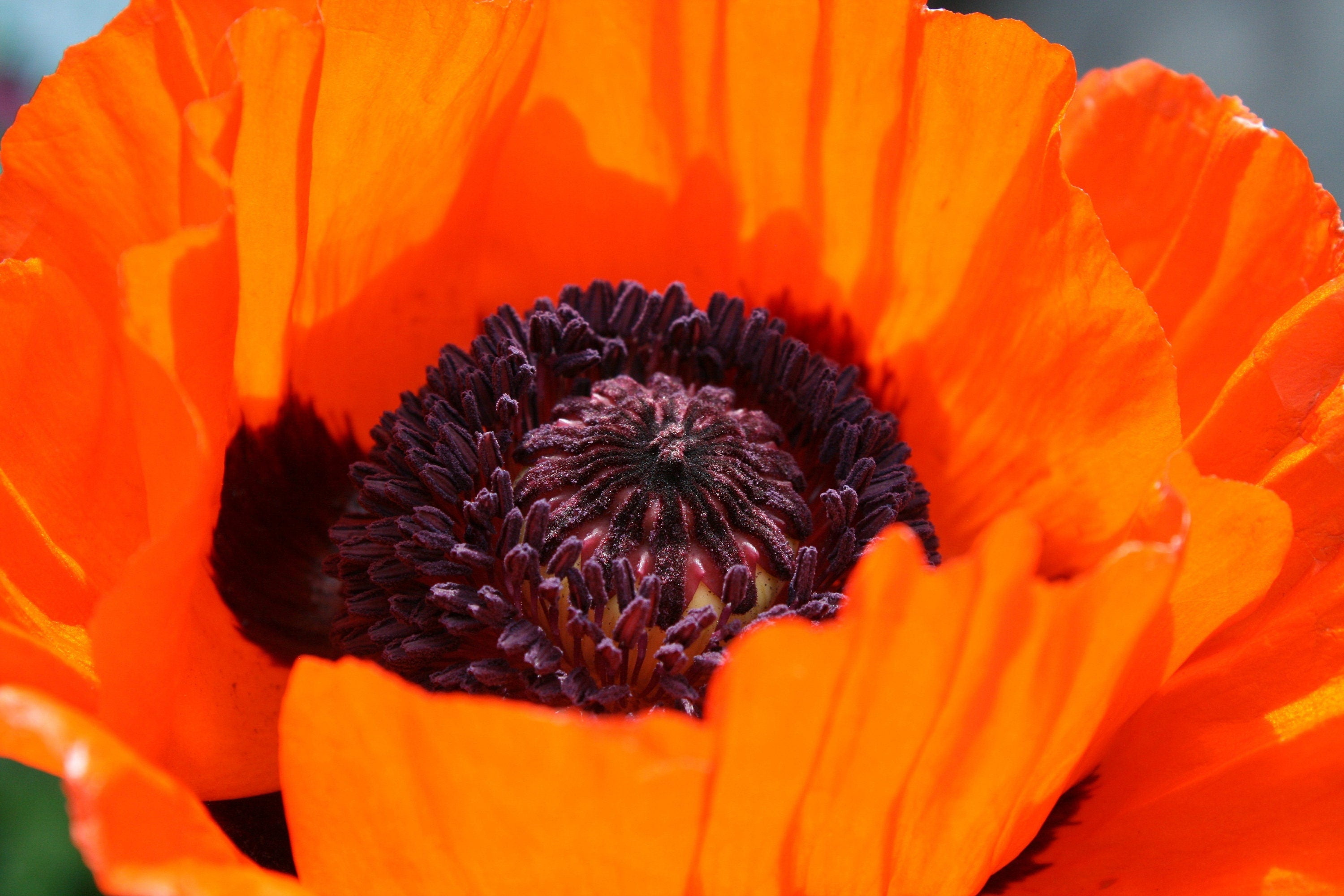 100 PRINCE of ORANGE POPPY Oriental Poppy Papaver Orientale Perennial ...