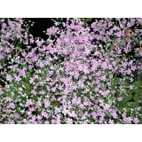 100 PINK FAIRY PRIMROSE Primula Malacoides Baby Primrose Shade ...