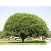 2 Green Curly Willow Trees - Live Tree Cuttings - Branches and Leaves ...