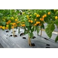 Seedville USA, 10 Yellow Carolina Reaper Pepper Seeds, World's Hottest ...