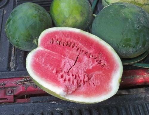 Watermelon Black Diamond Great Heirloom Garden Vegetable 25 Seeds ...