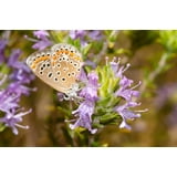 40 CONEHEAD THYME Thymus Capitatus syn. Thymbra Capitata Mediterranean ...