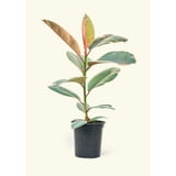 Ficus Elastica 'Ruby' Live Green Plant in 4" Pot - Walmart.com