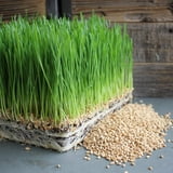 Organic Hard Red Wheat Seed: 8 Oz - Grow Wheatgrass, Ornamental Wheat ...