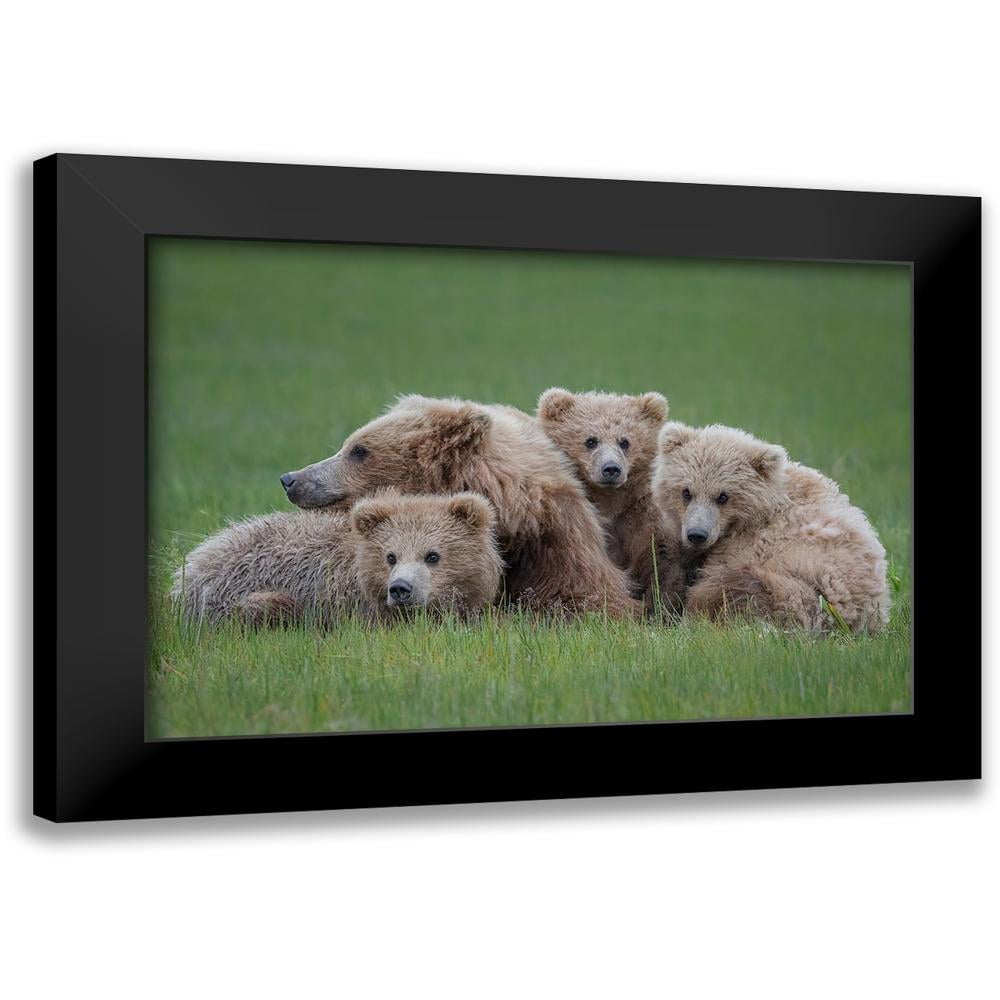 Doyle, Renee 24x17 Black Modern Framed Museum Art Print Titled - Bear ...