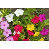 Four O’Clock Formula Mix Seeds - Walmart.com