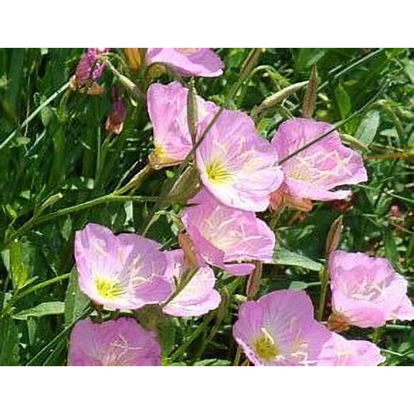 Primrose Plants