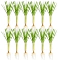 10 Live Lemon Grass Plants for Outside, Lemongrass Plants Live, No Pot ...