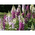 Seedville USA Dwarf Foxy Mix Foxglove, Digitalis Purpurea, 1000 Flower ...