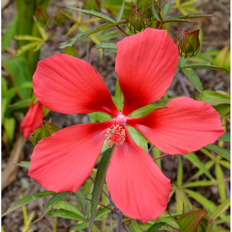 Native Red Hibiscus Plant